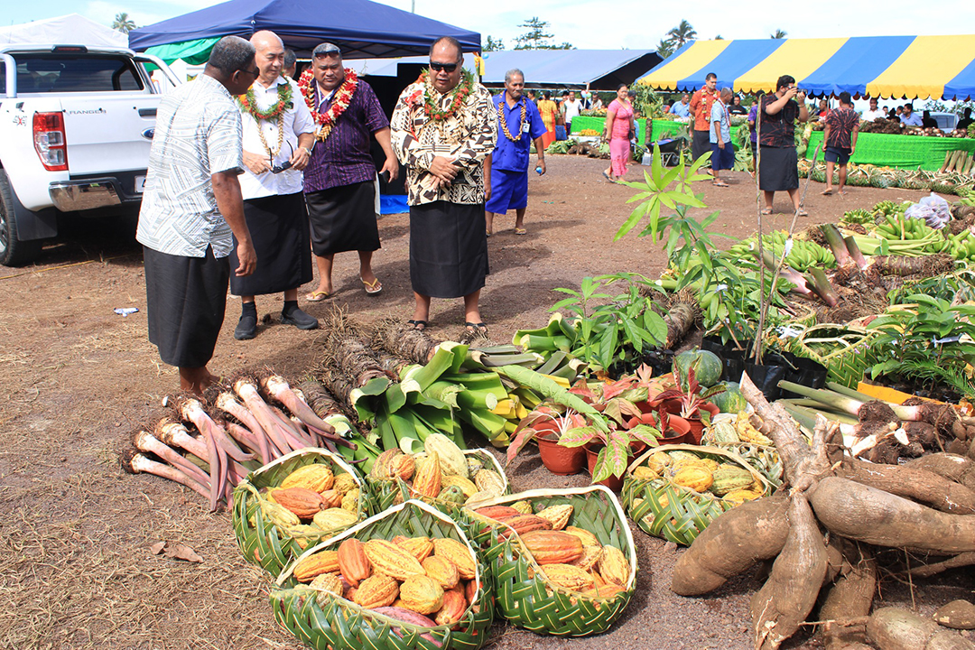 Four districts in Samoa have recently celebrated their first harvests ...
